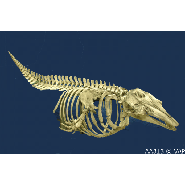 balaur skeleton