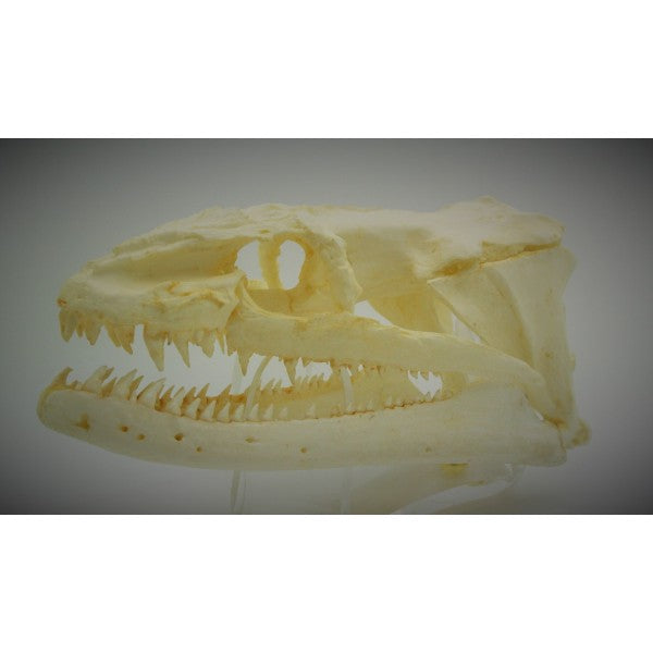 pike eel skull