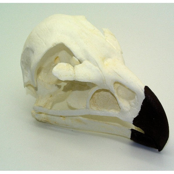 eagle skull underside