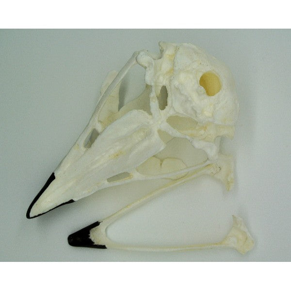 eagle skull underside