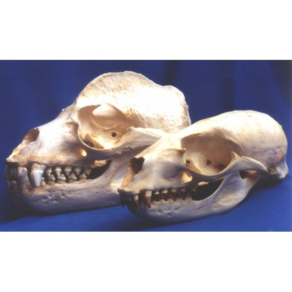 lion skull
