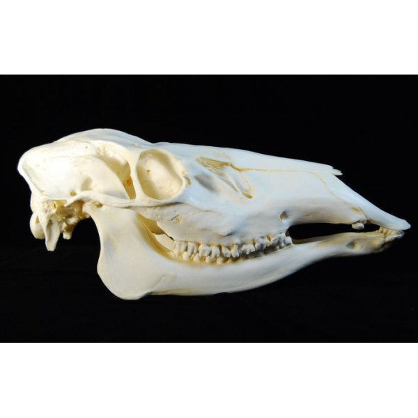 elk skeleton head