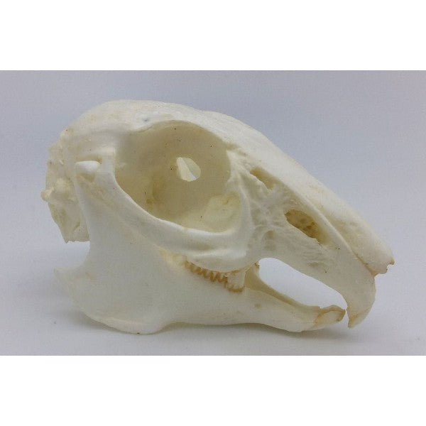 rabbit skull identification
