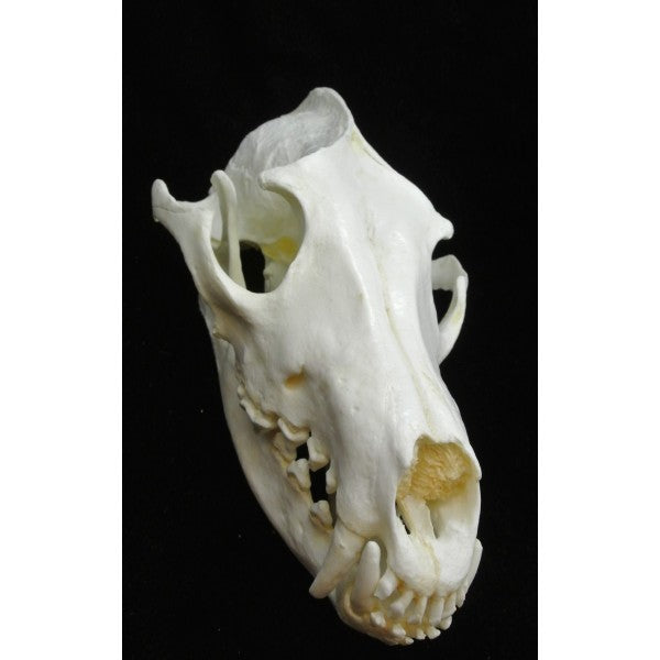 wolf skull back view