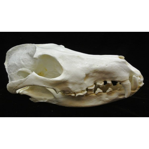 wolf skeleton head