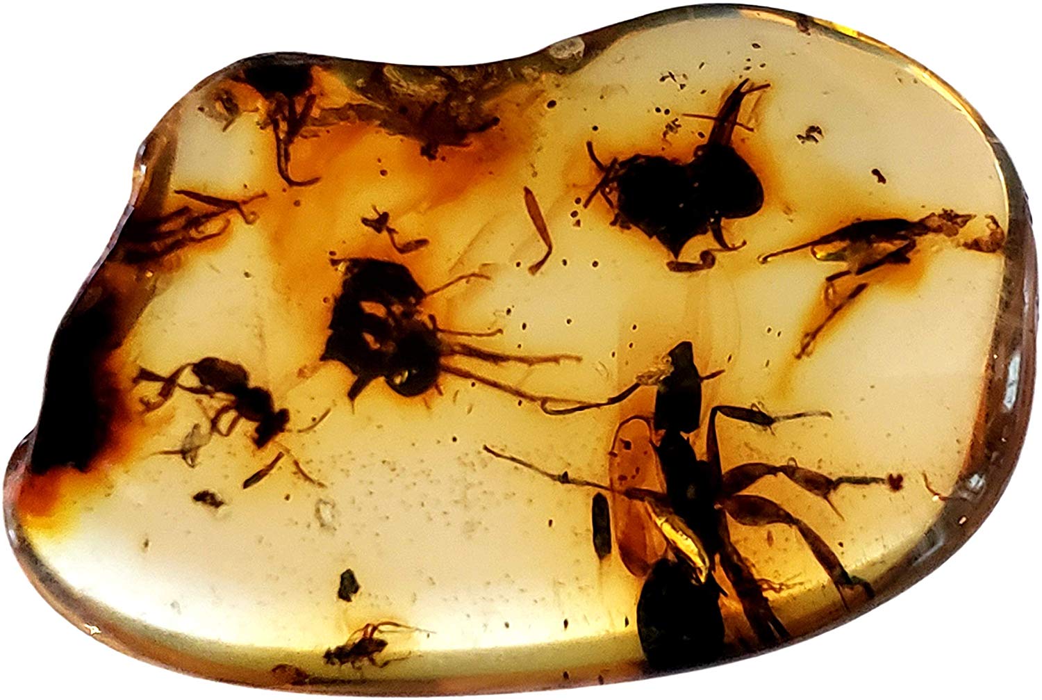 Amber Fossils For Kids