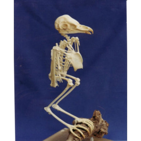 owl skeleton type