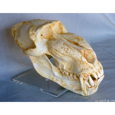 mandrill baboon skull