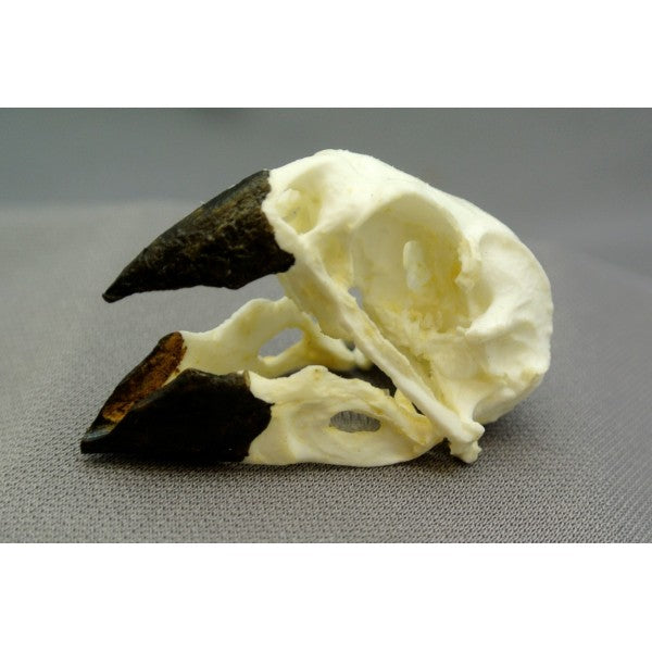 Ground Finch Male Skull Replica | DINOSAURS ROCK SUPERSTORE | Fossil ...