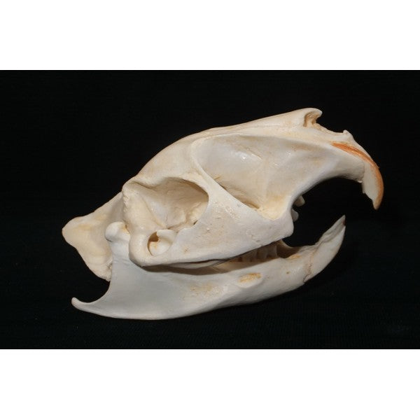 Greater Cane Rat Skull Replica | DINOSAURS ROCK SUPERSTORE | Fossil ...