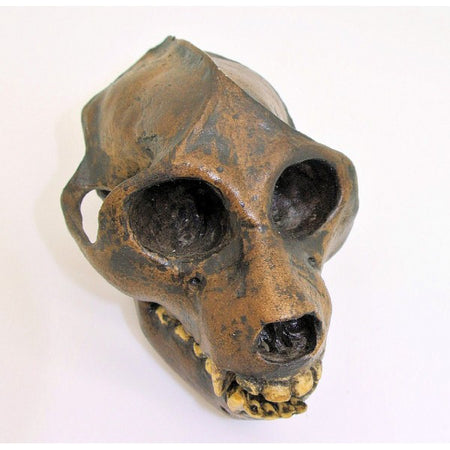 Aegyptopithecus Skull Replica | DINOSAURS ROCK SUPERSTORE | Fossil ...
