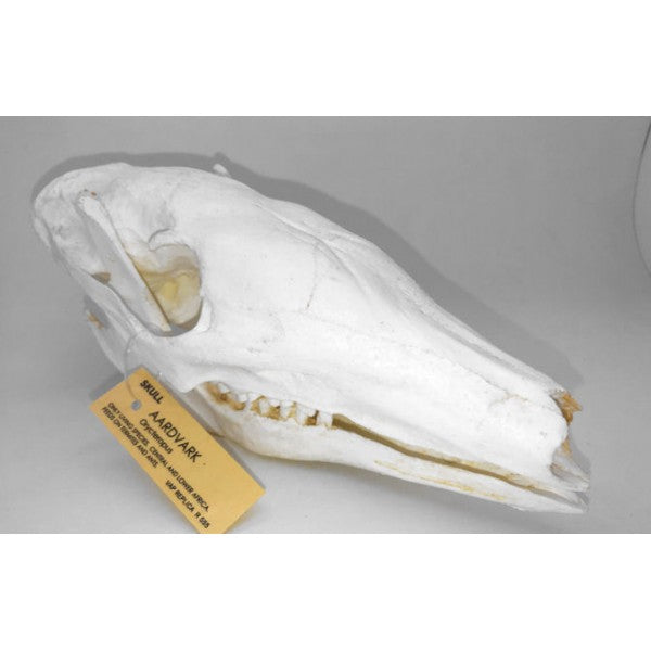 Aardvark Skull