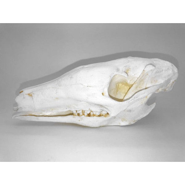 Aardvark Skull