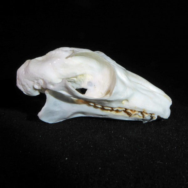Colugo Teeth