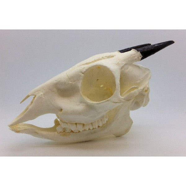 Bay Duiker Skull Replica | DINOSAURS ROCK SUPERSTORE | Fossil & Mineral ...