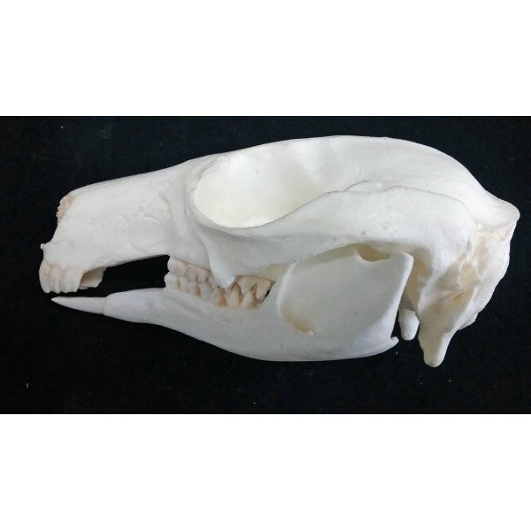 Black Forest Wallaby Skull Replica | DINOSAURS ROCK SUPERSTORE | Fossil ...