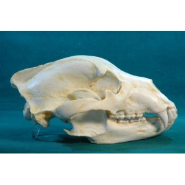 Sun Bear Skull Replica | DINOSAURS ROCK SUPERSTORE | Fossil & Mineral ...