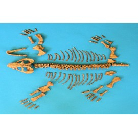 Dicynodontian Disarticulated Skeleton Replica | DINOSAURS ROCK ...