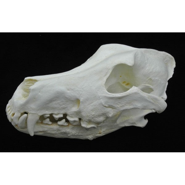 Siberian Wolf Skull Replica | DINOSAURS ROCK SUPERSTORE | Fossil ...