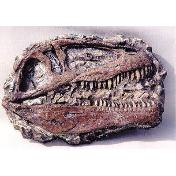 Giganotosaurus Skull