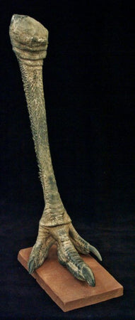 Modern Emu Foot Replica | DINOSAURS ROCK SUPERSTORE | Fossil & Mineral ...