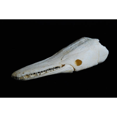 Alligator Gar Skull Replica | DINOSAURS ROCK SUPERSTORE | Fossil ...