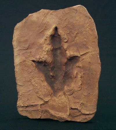 Large Grallator Track Replica - 7" x 10" | DINOSAURS ROCK SUPERSTORE ...