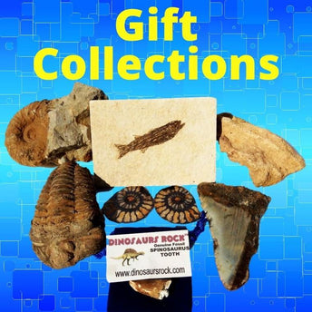 Quality Fossil & Mineral Specimens | DINOSAURS ROCK SUPERSTORE